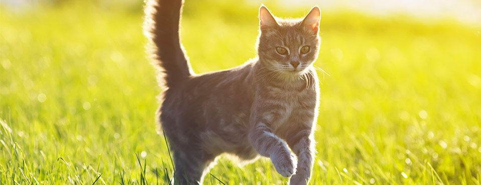 10 Factos Incríveis Sobre Gatos Que O Vão Surpreender | MyPet